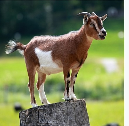 IZIKHATHI ZOKUGOMA IZIMBUZI - INKEZO KAZULU NAMUHLA